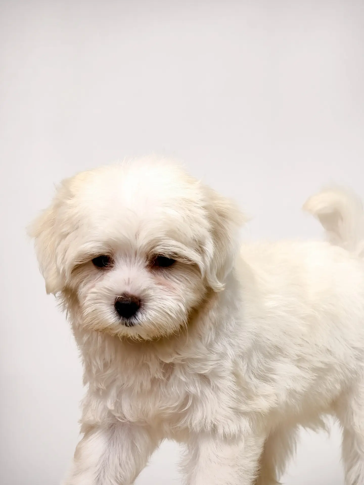 Maltipoo (Mixed) - Female - Pet Time (Puppy for Sale)