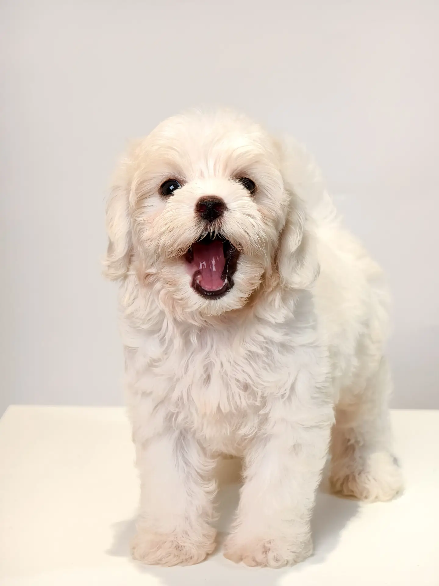 Maltipoo (Mixed) - Female - Pet Time (Puppy for Sale)