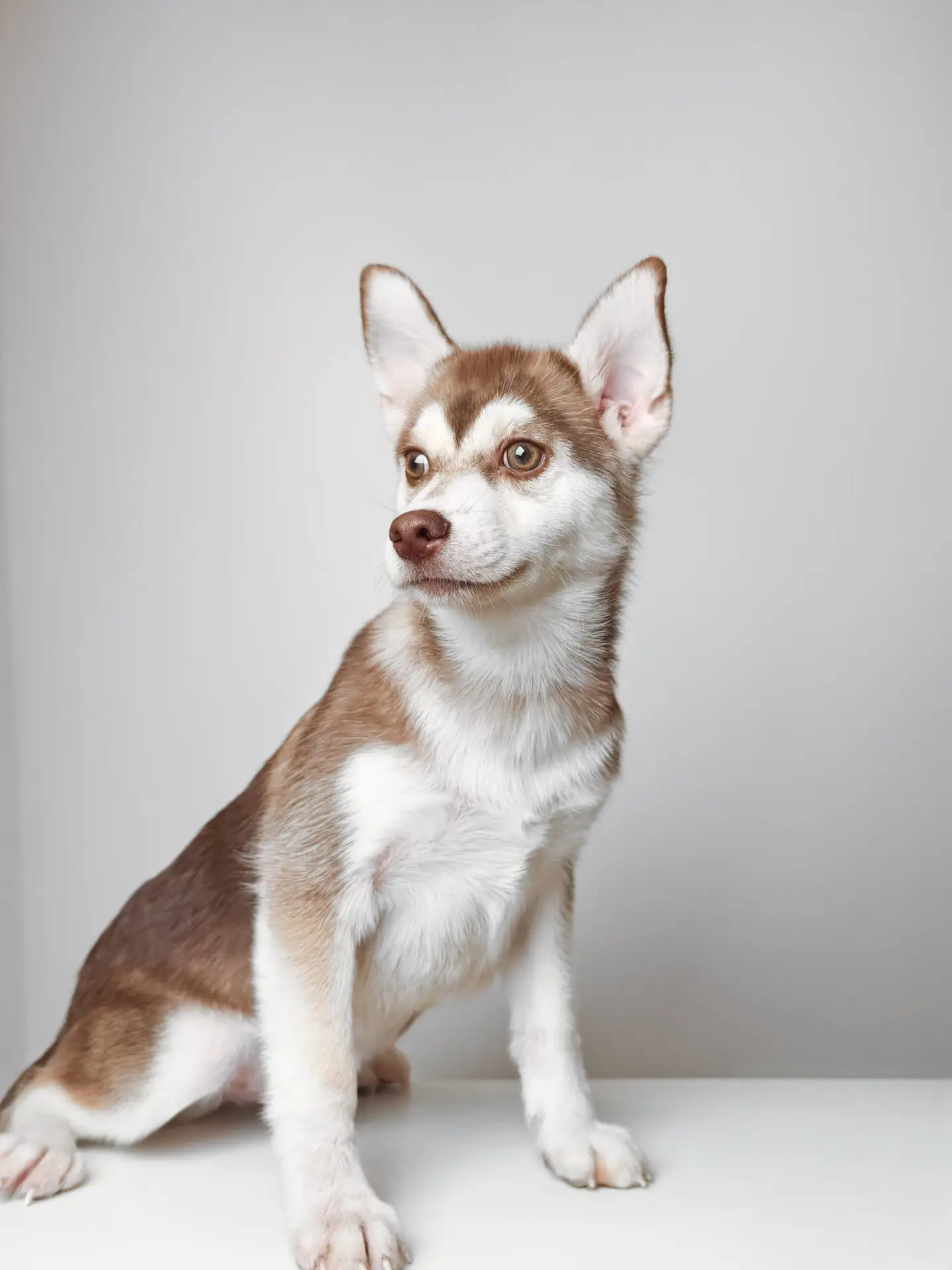 Pomsky (Mixed) - Male - Pet Time (Puppy for Sale)