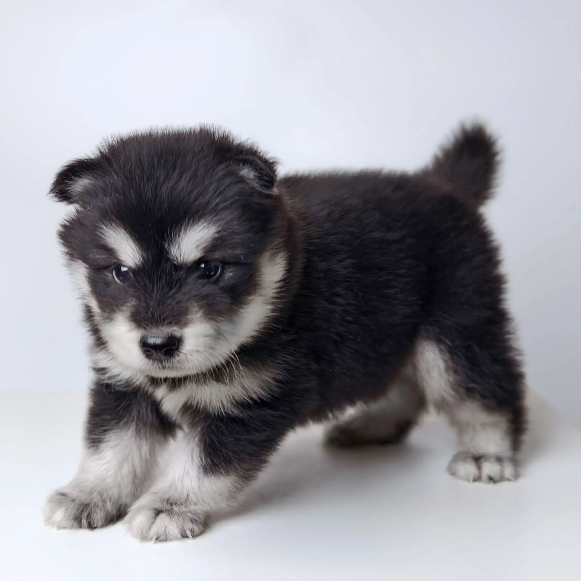 Pomsky - Male 博士奇 - Pet Time (Puppy for Sale)