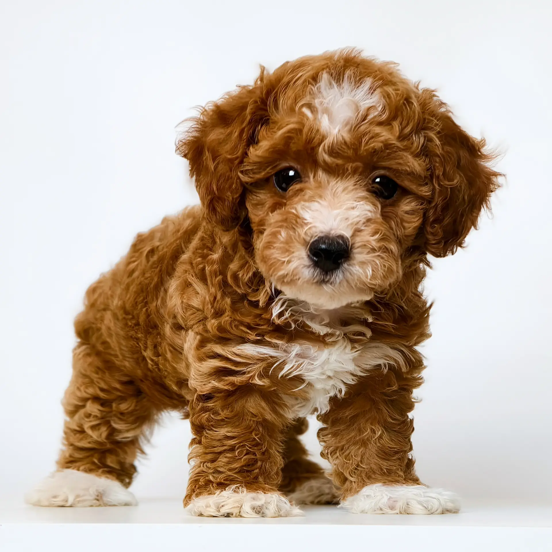 Toy Poodle - Female 贵宾 - Pet Time (Puppy for Sale)
