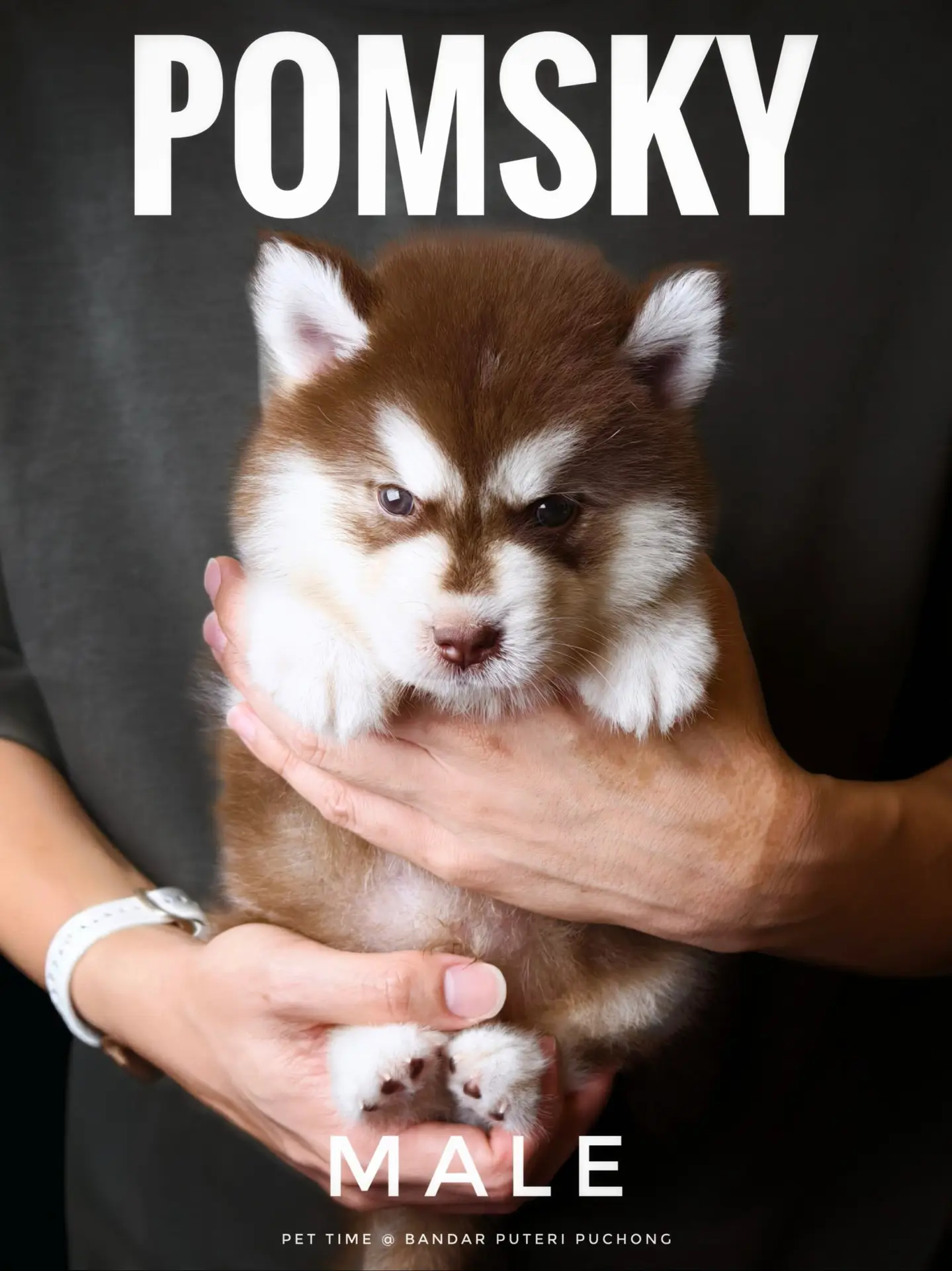 Pomsky - Male 博士奇 - Pet Time (Puppy for Sale)