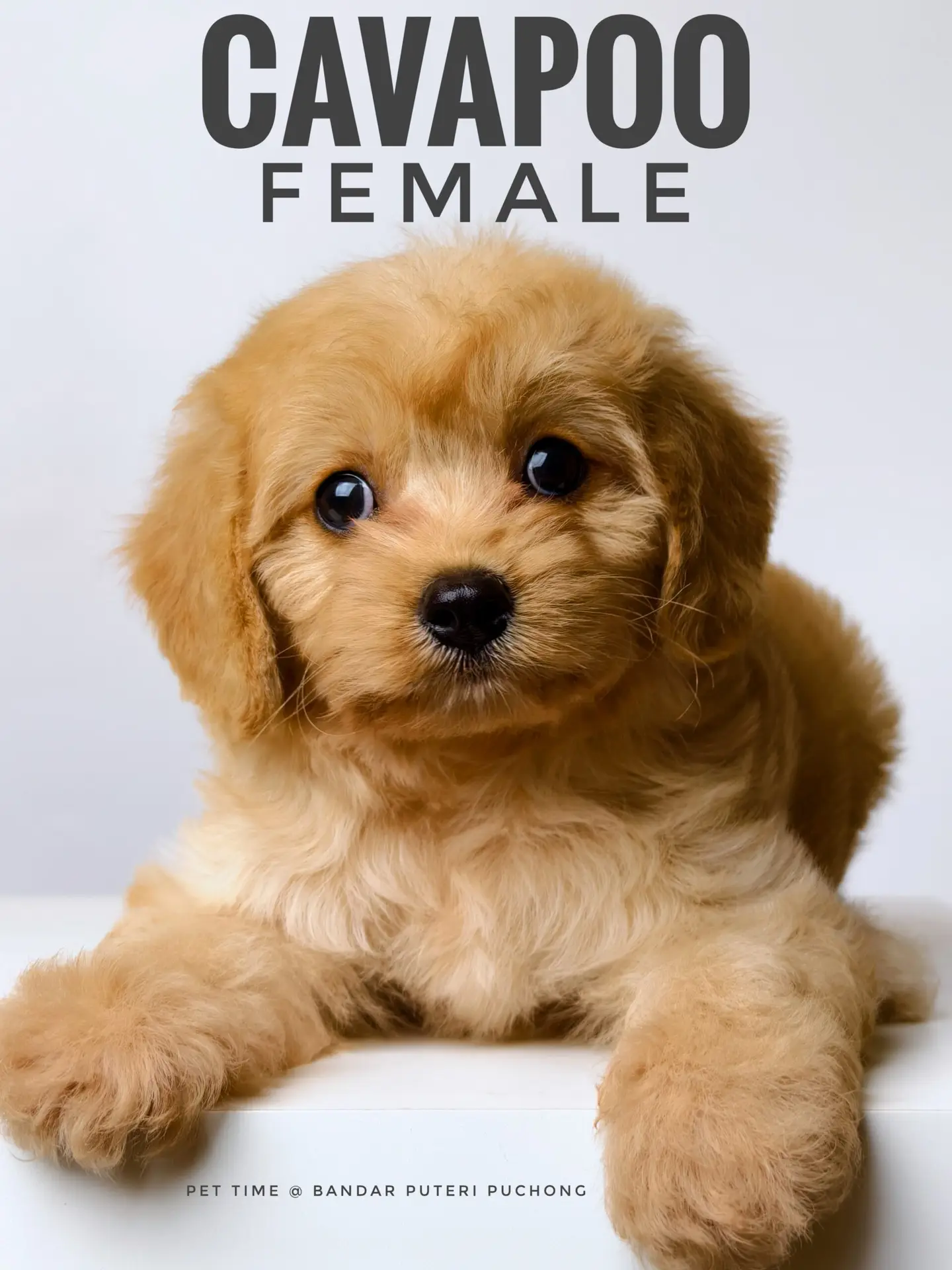 Cavapoo - Female 卡瓦普 - Pet Time (Puppy for Sale)