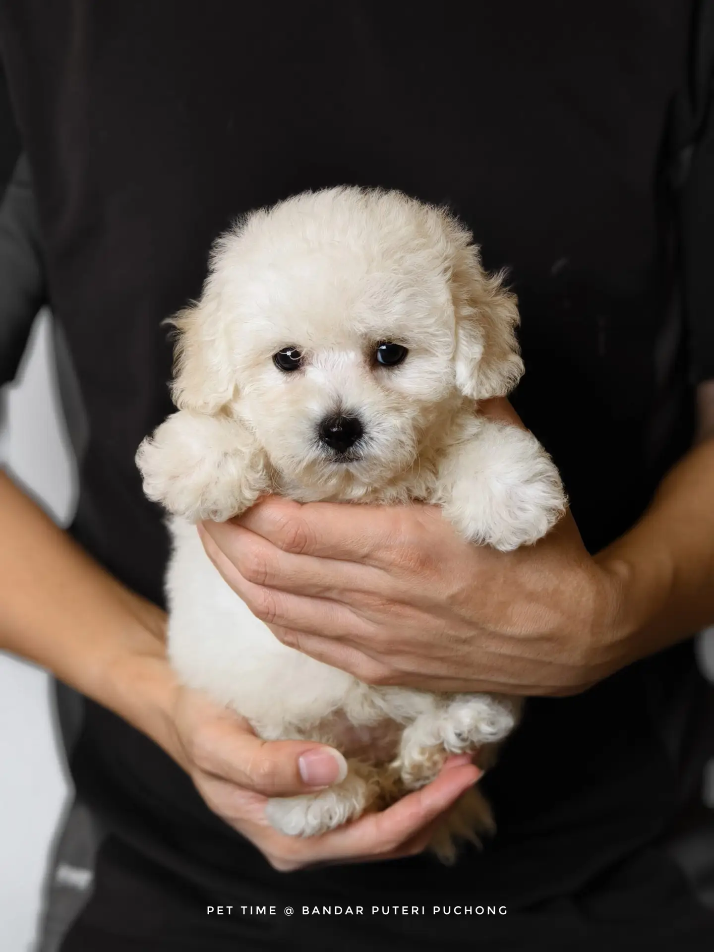Toy Poodle - Female - Pet Time (Puppy for Sale)
