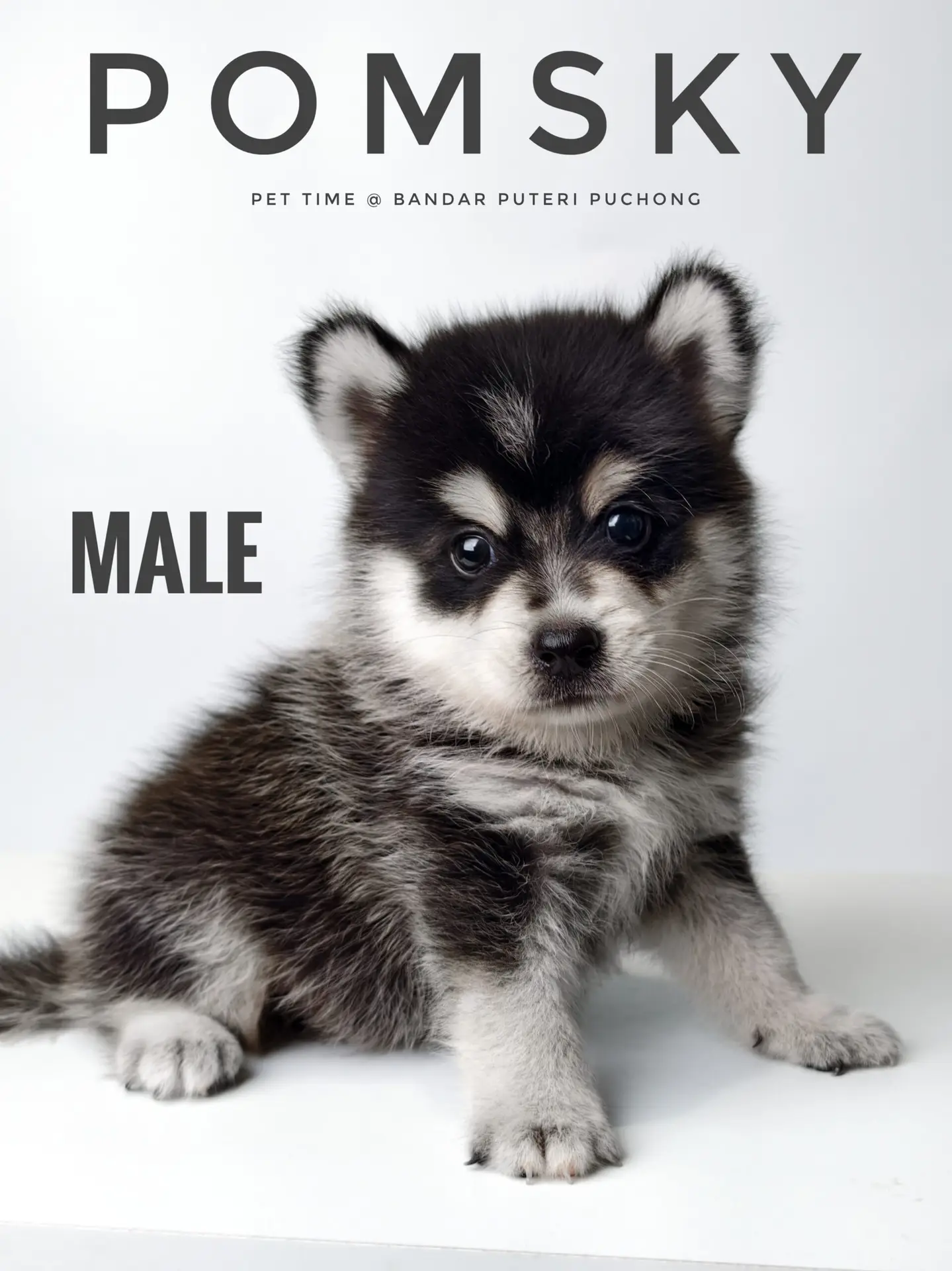 Pomsky - Male for Sale in KL, Selangor, Malaysia | Pet Time