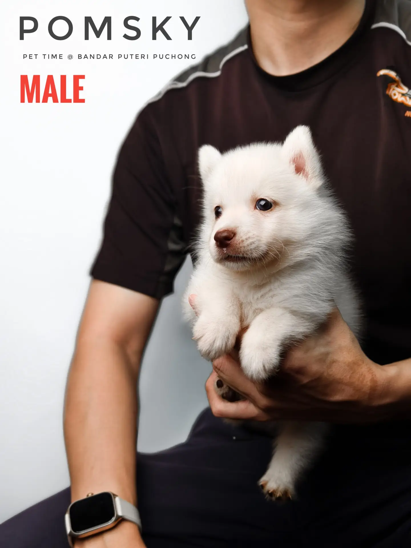 Pomsky - Male for Sale in KL, Selangor, Malaysia | Pet Time