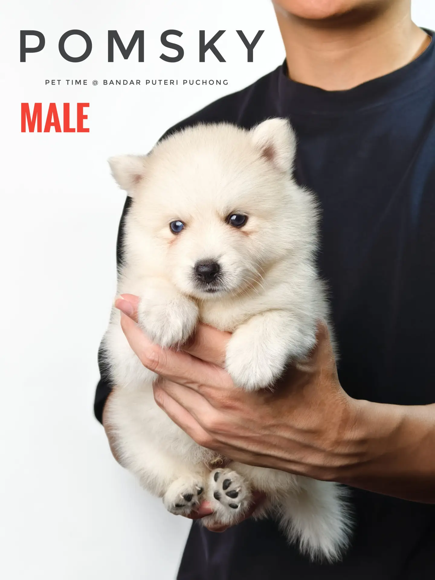 Pomsky - Male for Sale in KL, Selangor, Malaysia | Pet Time