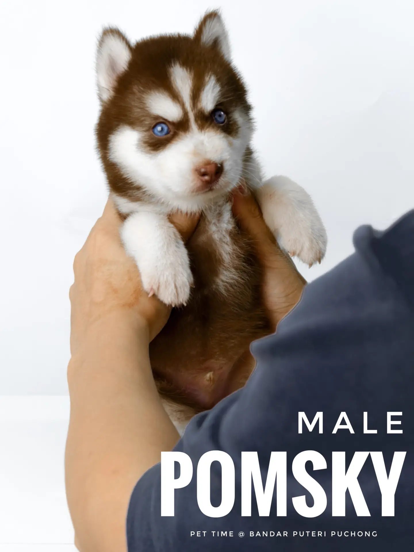 Pomsky - Male for Sale in KL, Selangor, Malaysia | Pet Time